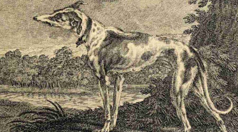 Fionn Folklore - Irish Heritage News