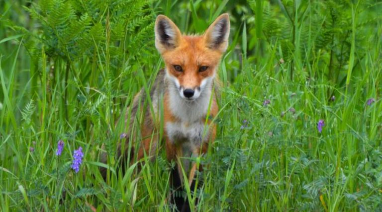 The fox in Irish folklore